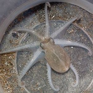 The Biodiversity of Singapore- Octopus sp.