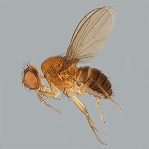 The Biodiversity of Singapore- Drosophila sp. ZRC_BDP0102872
