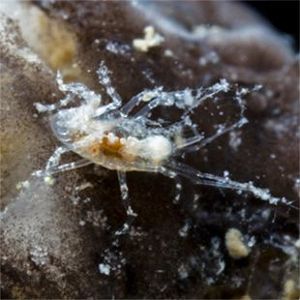 The Biodiversity of Singapore- Polycheria sp.