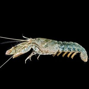 The Biodiversity of Singapore- Alpheus rapax