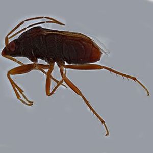 The Biodiversity of Singapore- Hemiptera sp. ZRC_BDP0143532