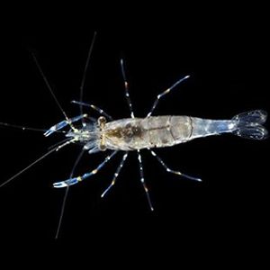 The Biodiversity of Singapore- Palaemon sp. JS-2390