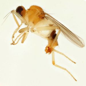 The Biodiversity of Singapore- Elaphropeza ngi
