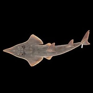 The Biodiversity of Singapore- Rhynchobatus cooki