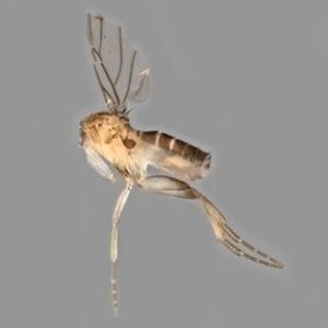 The Biodiversity of Singapore- Metopina-group sp. ZRC_BDP0137385