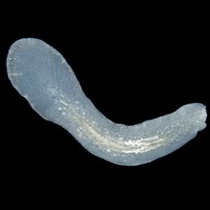 The Biodiversity of Singapore- Acotylea sp. 12