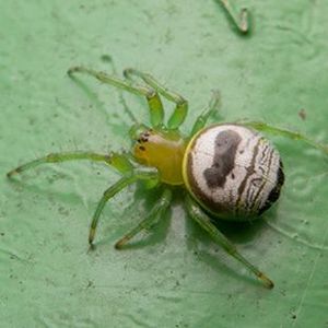 The Biodiversity of Singapore- Araneus mitificus