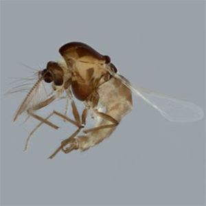 The Biodiversity of Singapore- Chironomidae sp. ZRC_BDP0102719