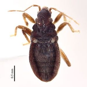 The Biodiversity of Singapore- Hebrus mangrovensis