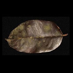 The Biodiversity of Singapore- Dapania racemosa