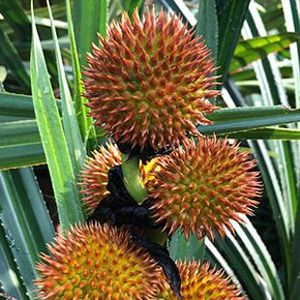 The Biodiversity of Singapore- Pandanus affinis