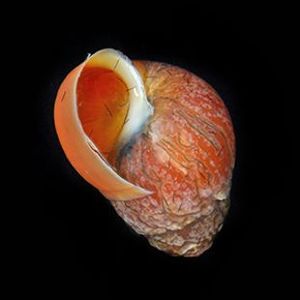 The Biodiversity of Singapore- Assiminea sp. 2