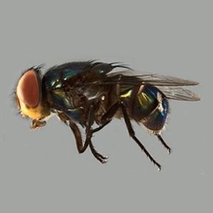 The Biodiversity of Singapore- Chrysomya sp. ZRC_BDP0077241