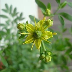 The Biodiversity of Singapore- Ruta graveolens