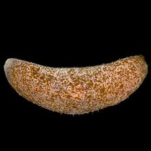 The Biodiversity of Singapore- Actinopyga lecanora