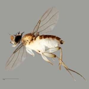 The Biodiversity of Singapore- Megaselia sp. ZRC_BDP0002922