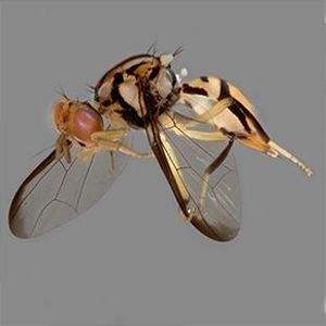 The Biodiversity of Singapore- Bactrocera sp. ZRC_BDP0128212