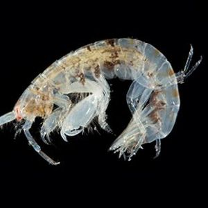 The Biodiversity of Singapore- Amphipoda sp. 17