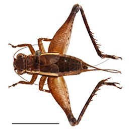 The Biodiversity of Singapore- Lebinthus luae