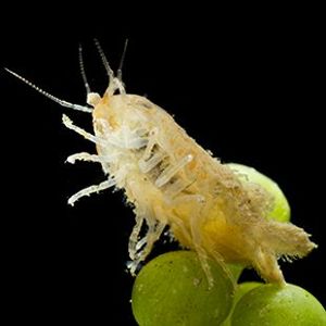 The Biodiversity of Singapore- Sphaeromatidae sp. 27