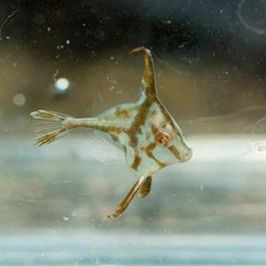 The Biodiversity of Singapore- Triacanthidae sp.