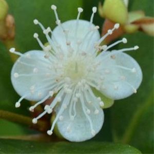 The Biodiversity of Singapore- Eugenia reinwardtiana