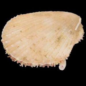 The Biodiversity of Singapore- Limidae sp. IP0185