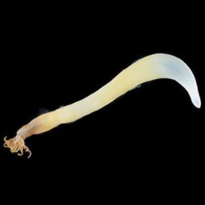 The Biodiversity of Singapore- Ceriantharia sp. SS-5121