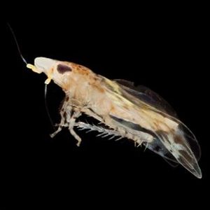 The Biodiversity of Singapore- Hemiptera sp. ZRC_BDP0169098