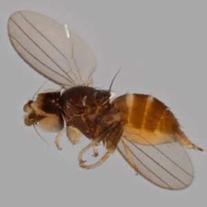 The Biodiversity of Singapore- Milichiidae sp. ZRC_BDP0293971