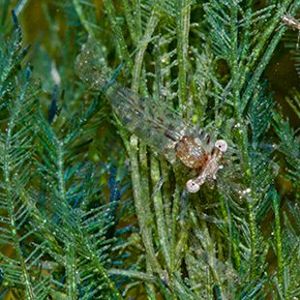 The Biodiversity of Singapore- Caridea sp.