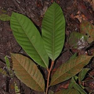 The Biodiversity of Singapore- Knema conferta