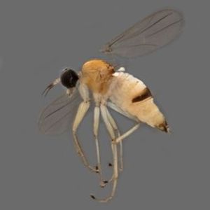 The Biodiversity of Singapore- Hybotidae sp. ZRC_BDP0103434