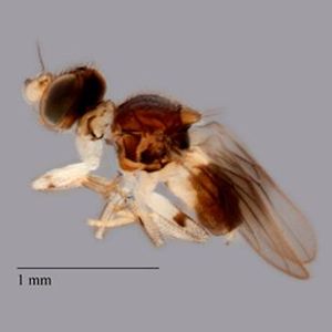 The Biodiversity of Singapore- Gaurax? sp. ZRCBDP0063693