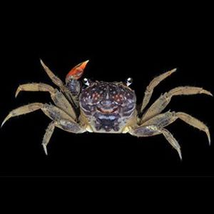 The Biodiversity of Singapore- Neosarmatium sp. JS-1798