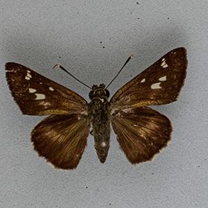 The Biodiversity of Singapore- Halpe elana