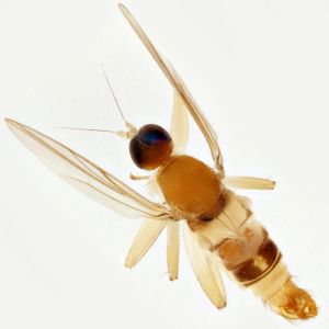 The Biodiversity of Singapore- Elaphropeza spicata