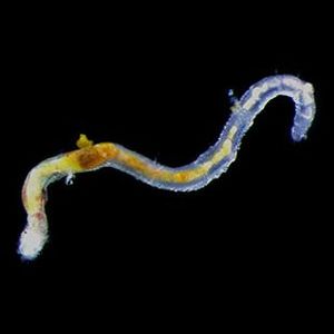 The Biodiversity of Singapore- Maldanidae sp. SEA-1391