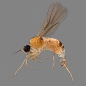 The Biodiversity of Singapore- Hybotidae sp. ZRC_BDP0017835
