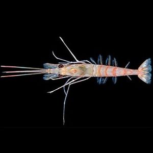 The Biodiversity of Singapore- Dendrobranchiata sp. 5115TB1-014