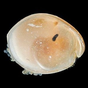 The Biodiversity of Singapore- Ostracod sp. 15