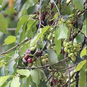 The Biodiversity of Singapore- Syzygium cumini