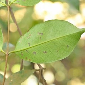 The Biodiversity of Singapore- Syzygium filiforme