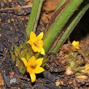 The Biodiversity of Singapore- Molineria capitulata