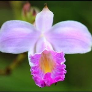 The Biodiversity of Singapore- Arundina graminifolia