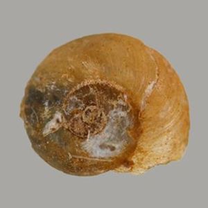 The Biodiversity of Singapore- Gyraulus convexiusculus