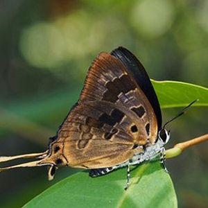 The Biodiversity of Singapore- Bindahara phocides phocides