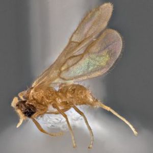 The Biodiversity of Singapore- Paraparatrechina cf. sp. 11_SKY