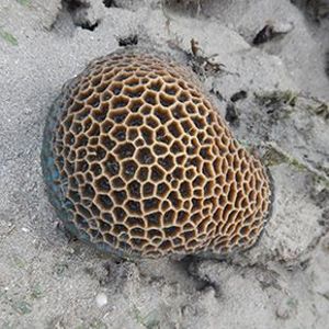 The Biodiversity of Singapore- Merulinidae sp. 2