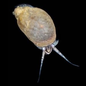 The Biodiversity of Singapore- Ellobidae sp.